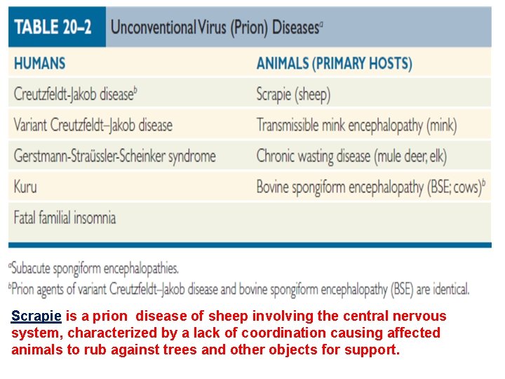 NeuroscienceII Module PRIONS VIROIDS By Prof Dr Zainalabideen