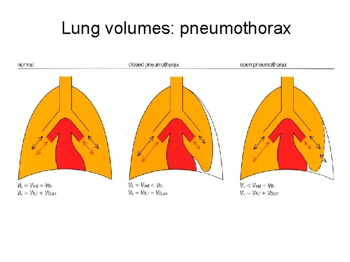 Contours of Breathing 3 Volume and ventilatory capacity