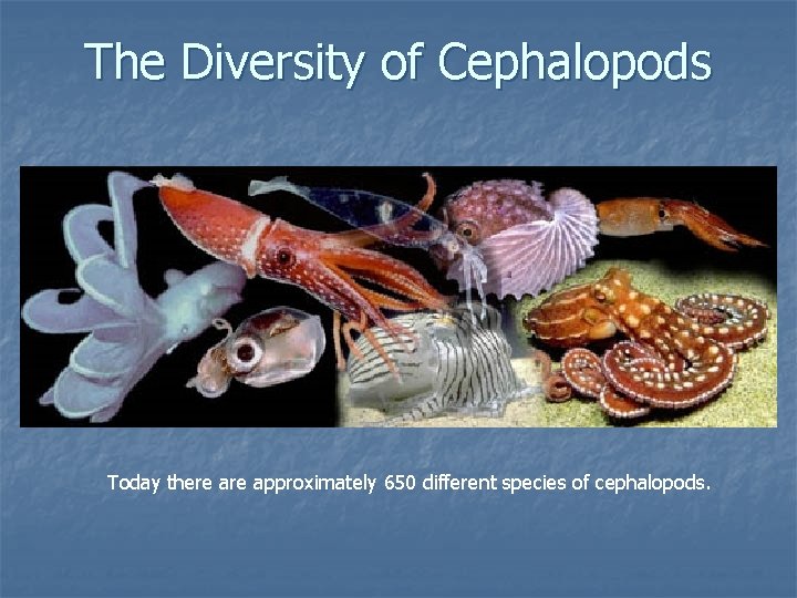 Cephalopods Corresponding Reading Material Squid section in Lab