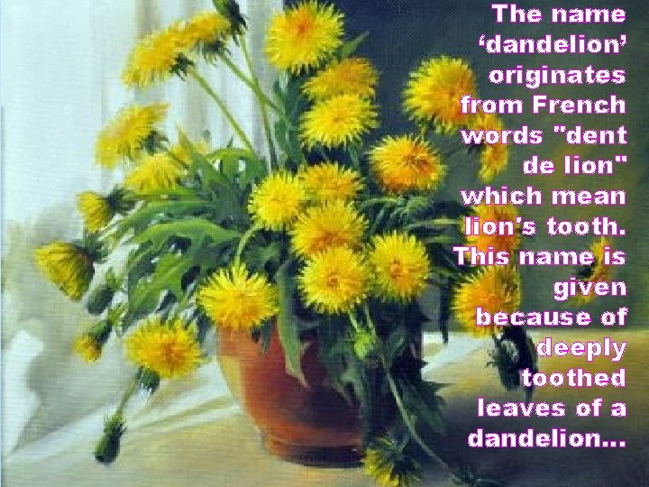 The name dandelion originates from French words dent