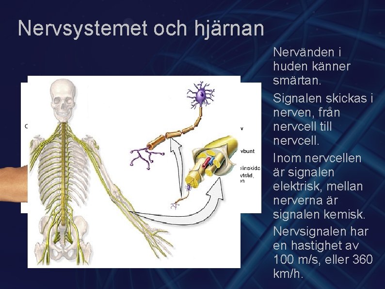 Nervsystemet och hjrnan Hjrnan och nervsystemet r uppbyggda
