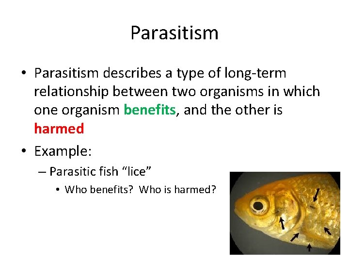 Symbiosis Review Relationships in Ecosystems There are many
