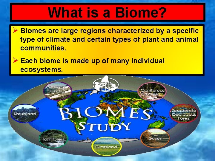 Chapter 6 Section 1 Objectives Describe how plants
