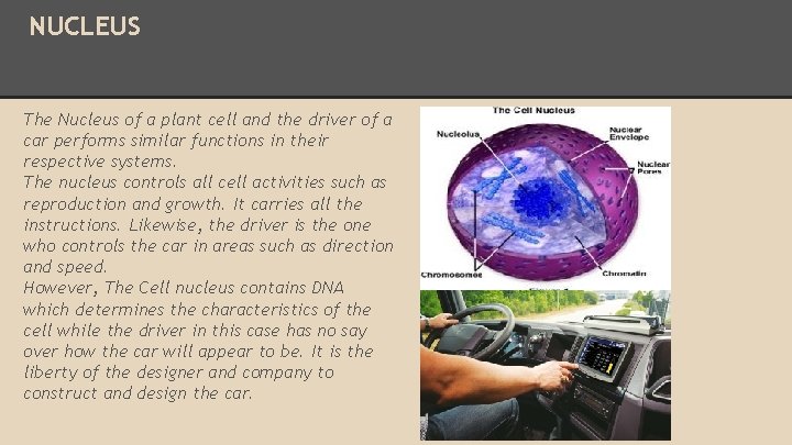Cell Comparison Cell Structure Compare to a Car