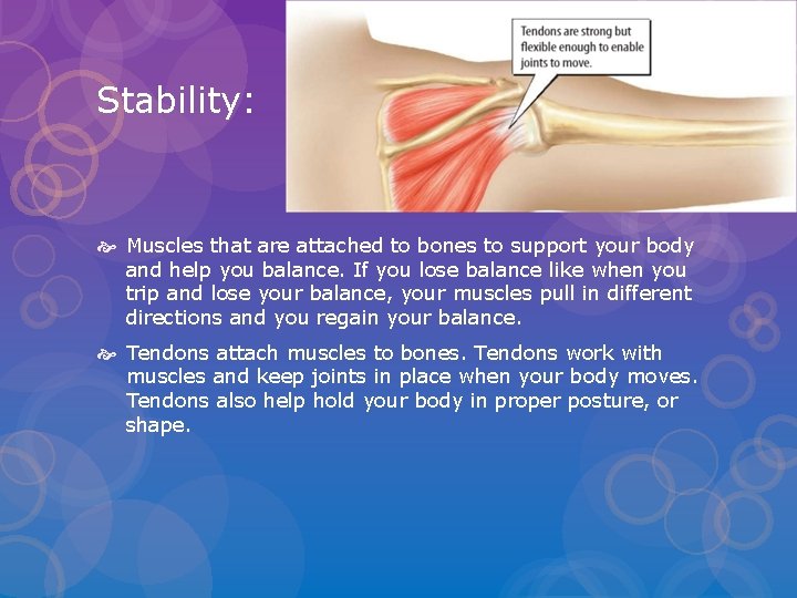 Muscular System Made By Andrea Lopez and Stephanie