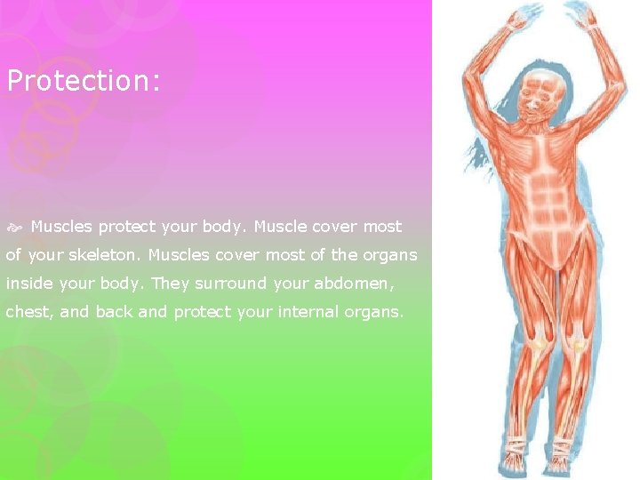Muscular System Made By Andrea Lopez and Stephanie