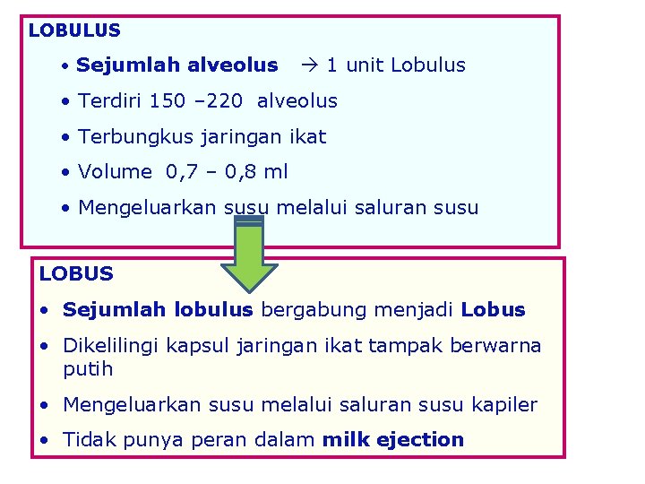 Anatomi sistem ambing Kul Minggu IV B Sistem