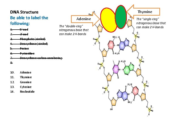DNA Structure Be able to label the following