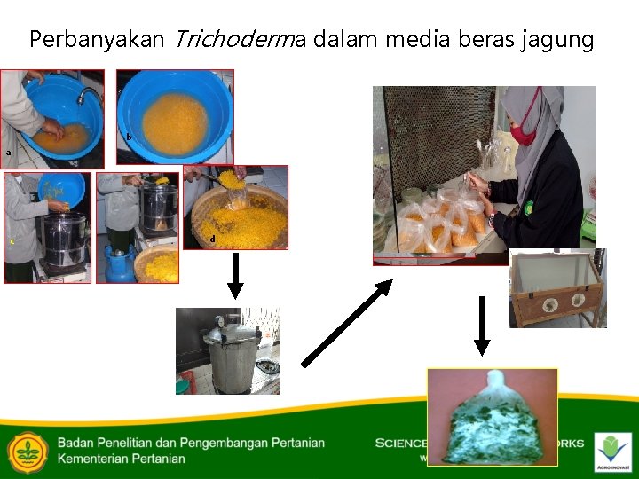 TEKNOLOGI PERBANYAKAN Trichoderma sp BALAI PENGKAJIAN TEKNOLOGI PERTANIAN