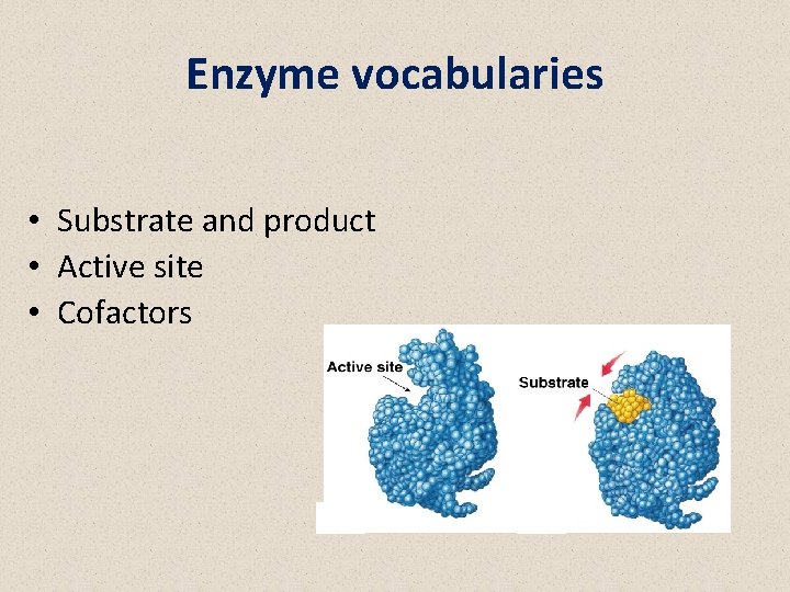 BIOC 231 An Introduction to Enzymes Dr Ayat
