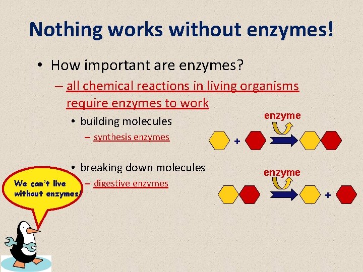 BIOC 231 An Introduction to Enzymes Dr Ayat