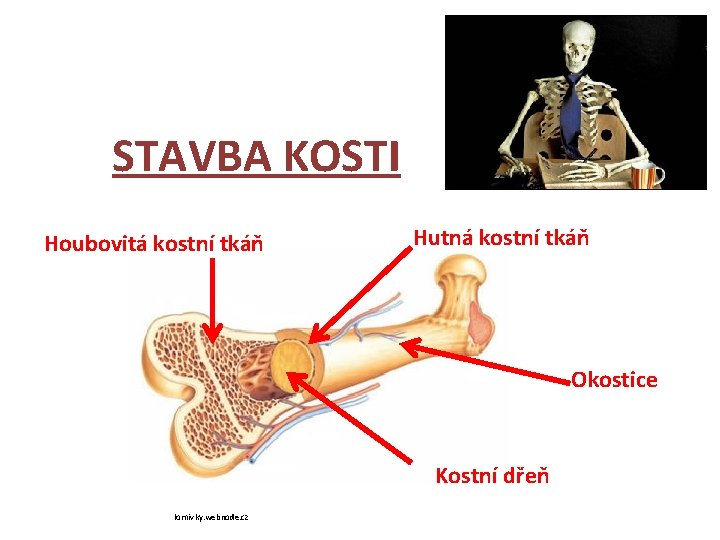 TVAR A STAVBA KOSTI Tento Digitln uebn materil