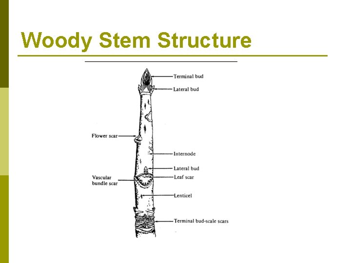Plants Grouped by characteristics p Vascular n Three