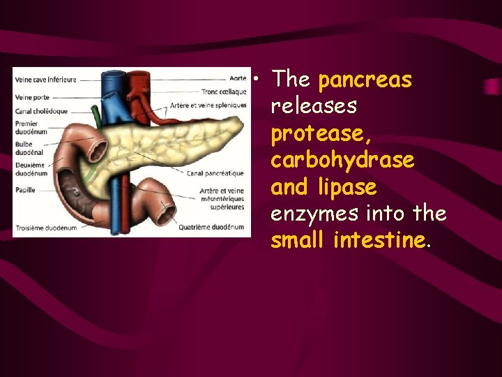 The Digestive System Before your body can use