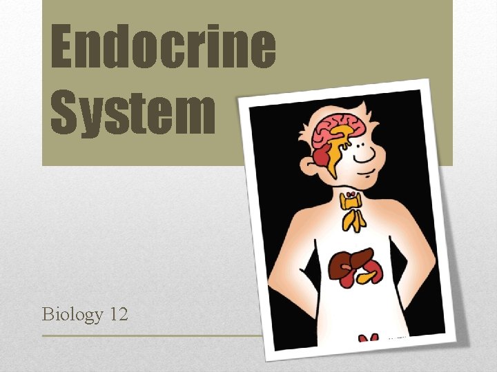 Endocrine System Biology 12 Jokes of the day