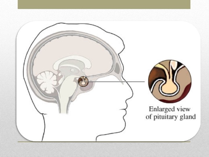 Endocrine System Biology 12 Jokes of the day