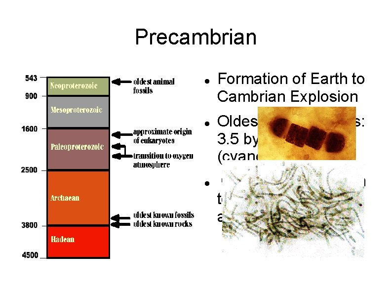 Geologic Time And changes in organisms Precambrian Formation