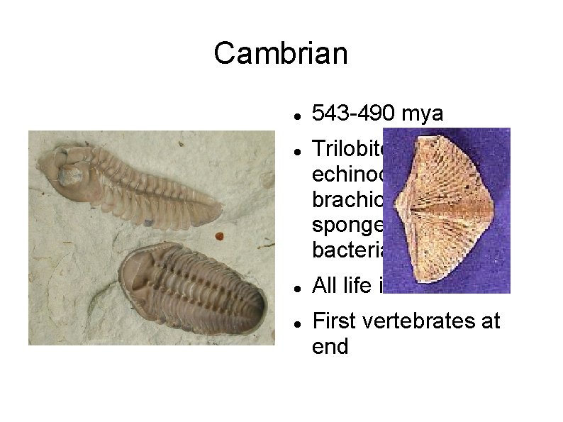Geologic Time And changes in organisms Precambrian Formation
