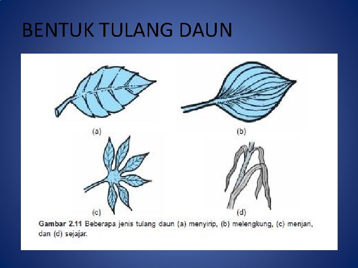 ORGAN DAN SISTEM ORGAN PADA TUMBUHAN ORGAN TUMBUHAN