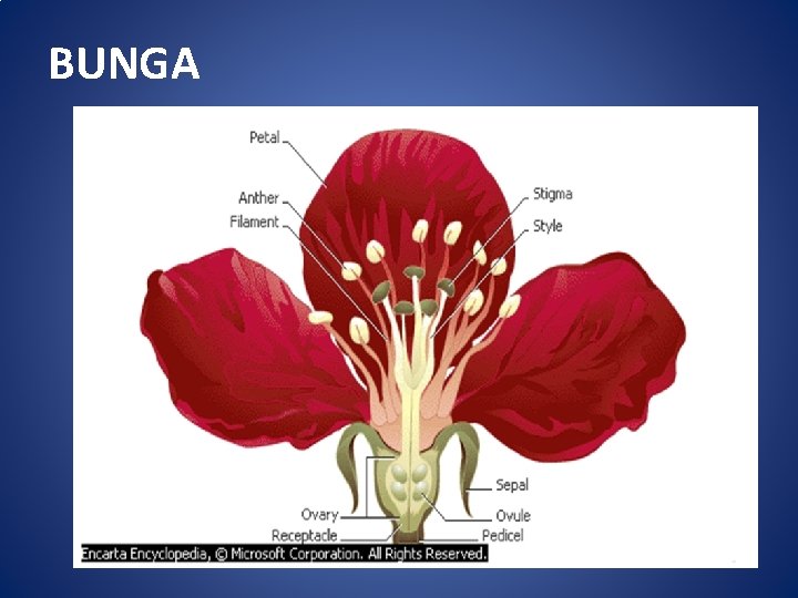 ORGAN DAN SISTEM ORGAN PADA TUMBUHAN ORGAN TUMBUHAN