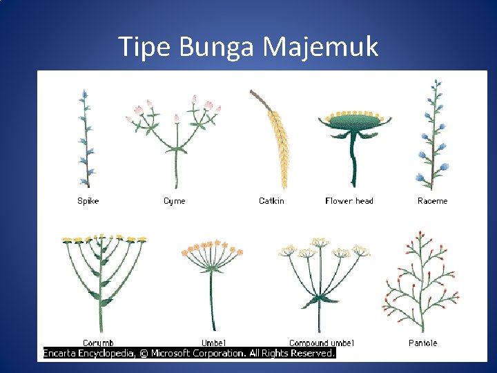 ORGAN DAN SISTEM ORGAN PADA TUMBUHAN ORGAN TUMBUHAN