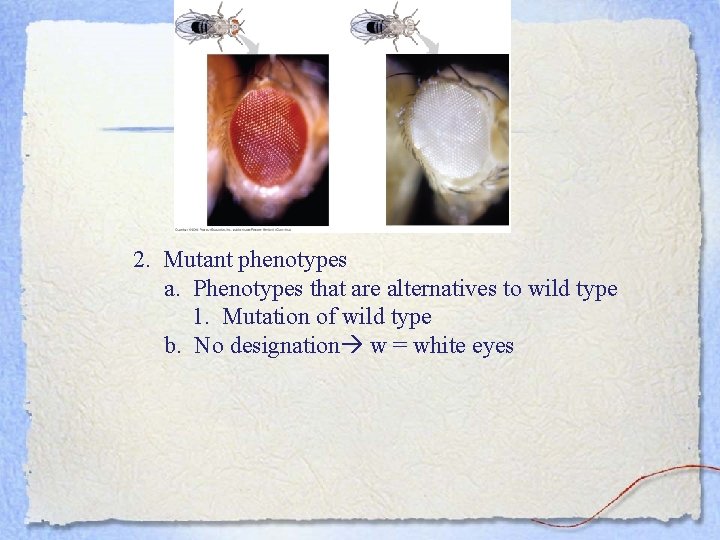 Chapter 15 The Chromosomal Basis of Inheritance 15