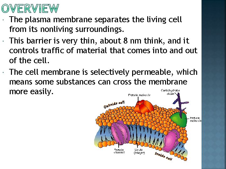 The plasma membrane separates the living cell from