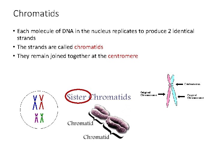 Chromosomes Learning Objectives You will have been successful