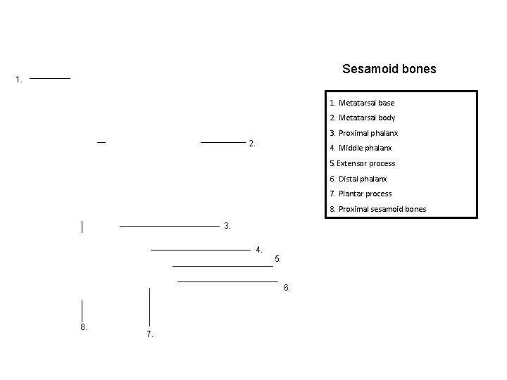 Horse Classification The Horse is a singlehooved ungulate