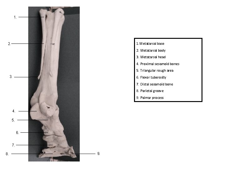 Horse Classification The Horse is a singlehooved ungulate