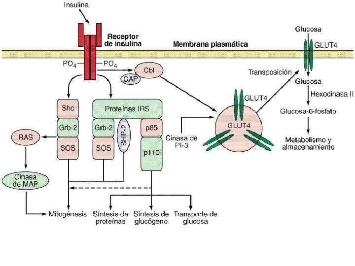 REGULACIN HORMONAL DEL METABOLISMO DE CARBOHIDRATOS REGULACIN DEL