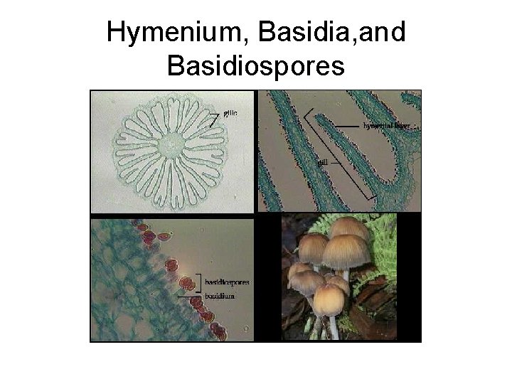 KINGDOM EUMYCOTA The True Fungi Phylum Basidiomycota Disclaimer