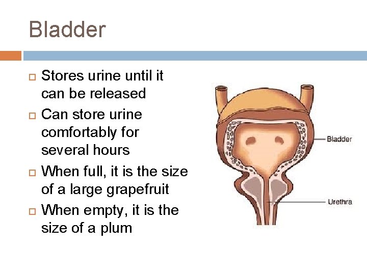 THE EXCRETORY SYSTEM By Alexis Andrea Michael K