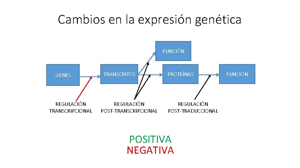 REGULACIN DE LA EXPRESIN GENTICA BACTERIAS Cambios en
