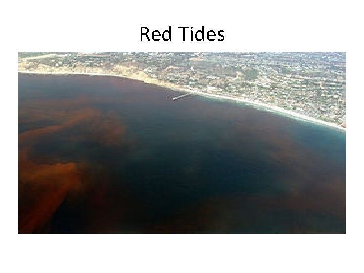 The Microbial World Prokaryotes Vs Eukaryotes Mircrobes of