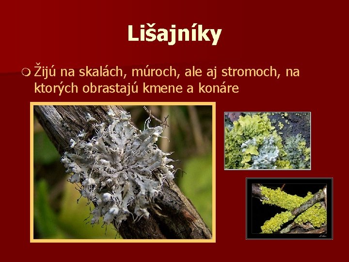 Lesn huby a liajnky Biolgia 5 ronk Z