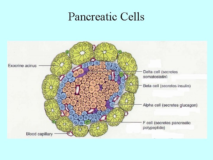 Human Body Organization Levels 1 Chemical 2 Cellular