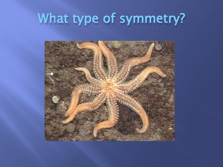 PHYLA OF MARINE ORGANISMS LOWER INVERTEBRATES Kingdom Animalia