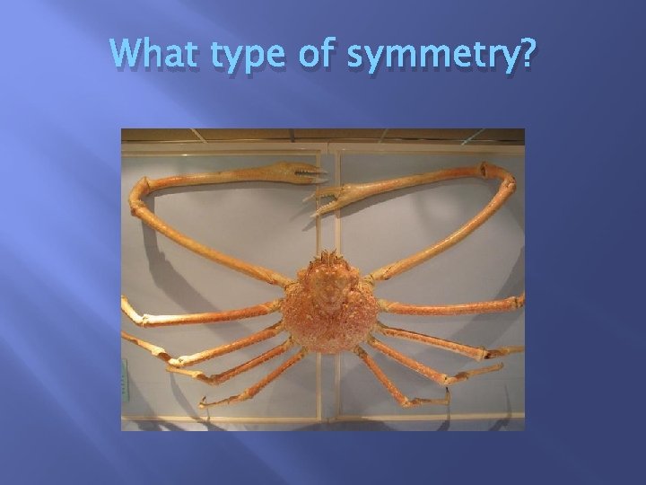 PHYLA OF MARINE ORGANISMS LOWER INVERTEBRATES Kingdom Animalia
