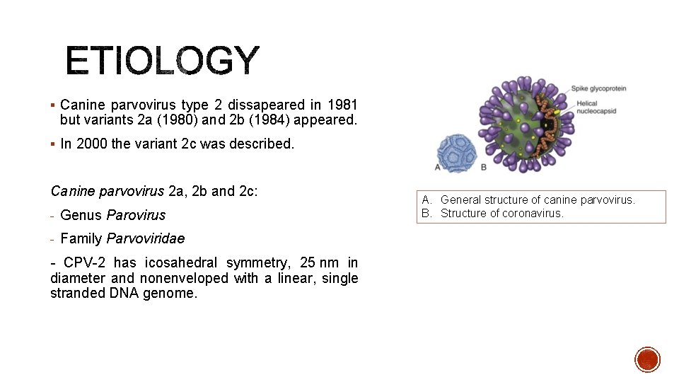 PATHOMORPHOLOGY III ETIOLOGY SOURCES OF INFECTION TRANSMISSION PATHOGENESIS