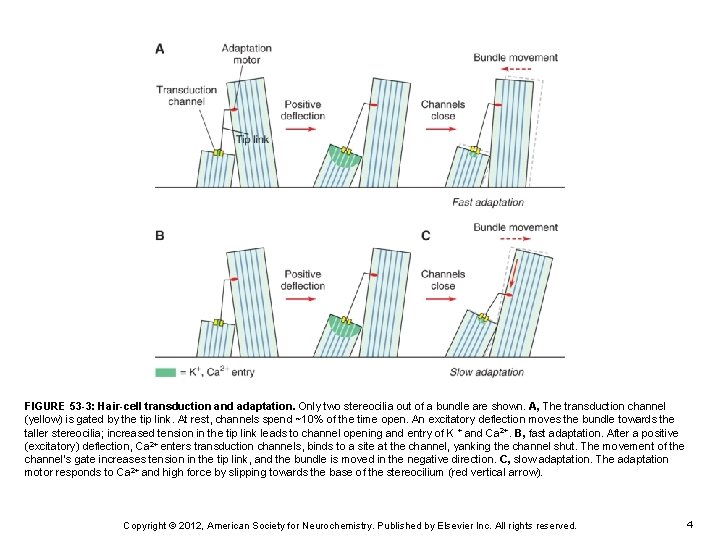 Chapter 53 Molecular Biology of Hearing and Balance