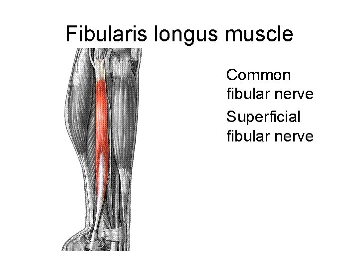 Muscles of the Leg Anterior Compartment Tibialis anterior