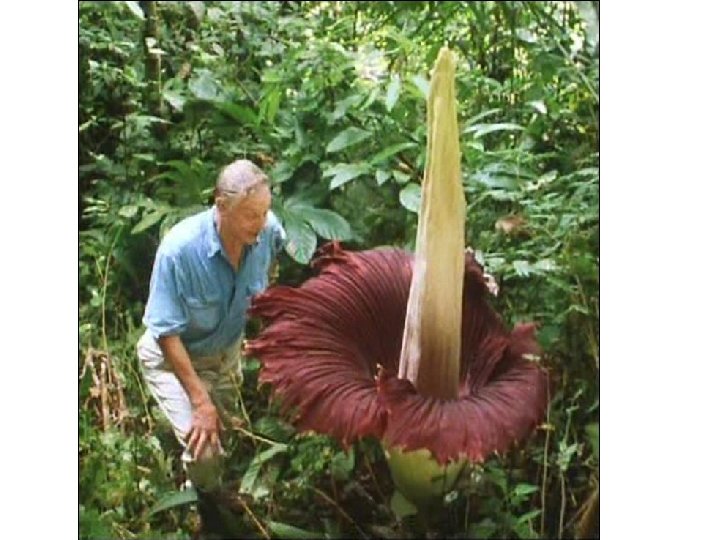 Stems Part II Fat and Starchy Types of