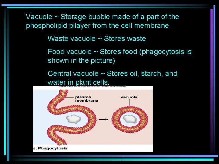 Cytology The Study of Cells Robert Hookes drawing