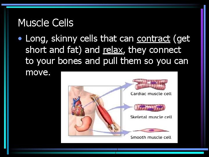 Cytology The Study of Cells Robert Hookes drawing