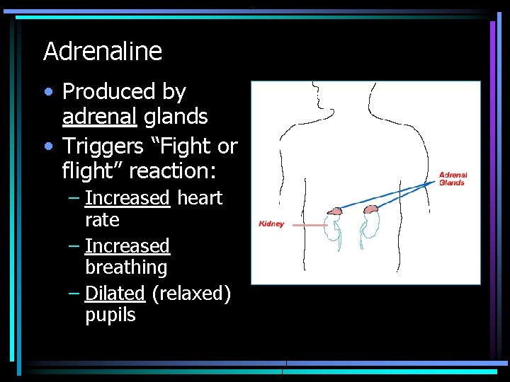 Cytology The Study of Cells Robert Hookes drawing