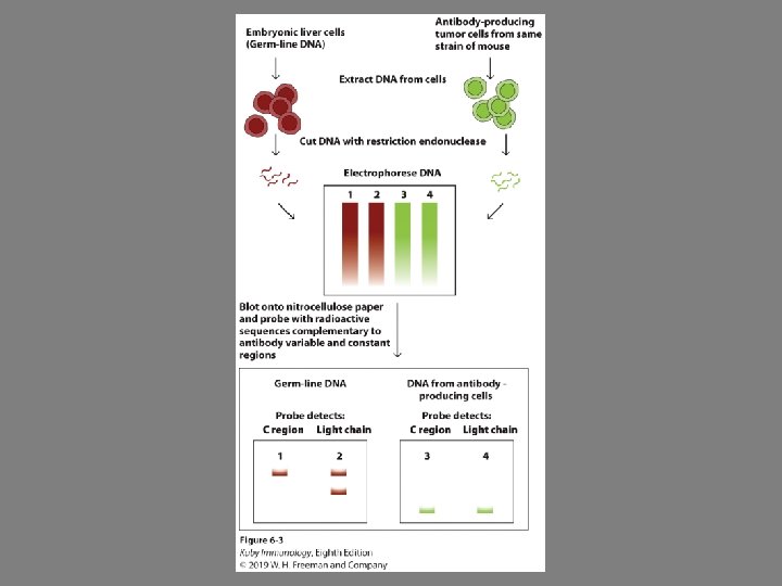 Chapter 6 Organization and Expression of Immunoglobulin Genes