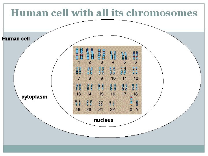 11 4 Meiosis Understanding Chromosomes in Humans Chromosomes