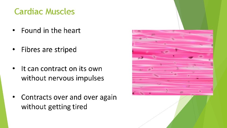 Muscle and Nervous Tissue Aims Describe the basic