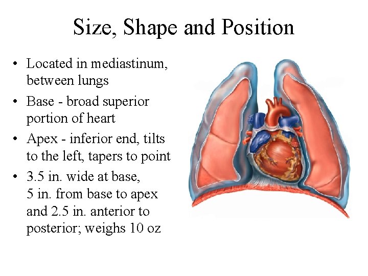 Chapter 19 The Heart Circulatory system heart blood